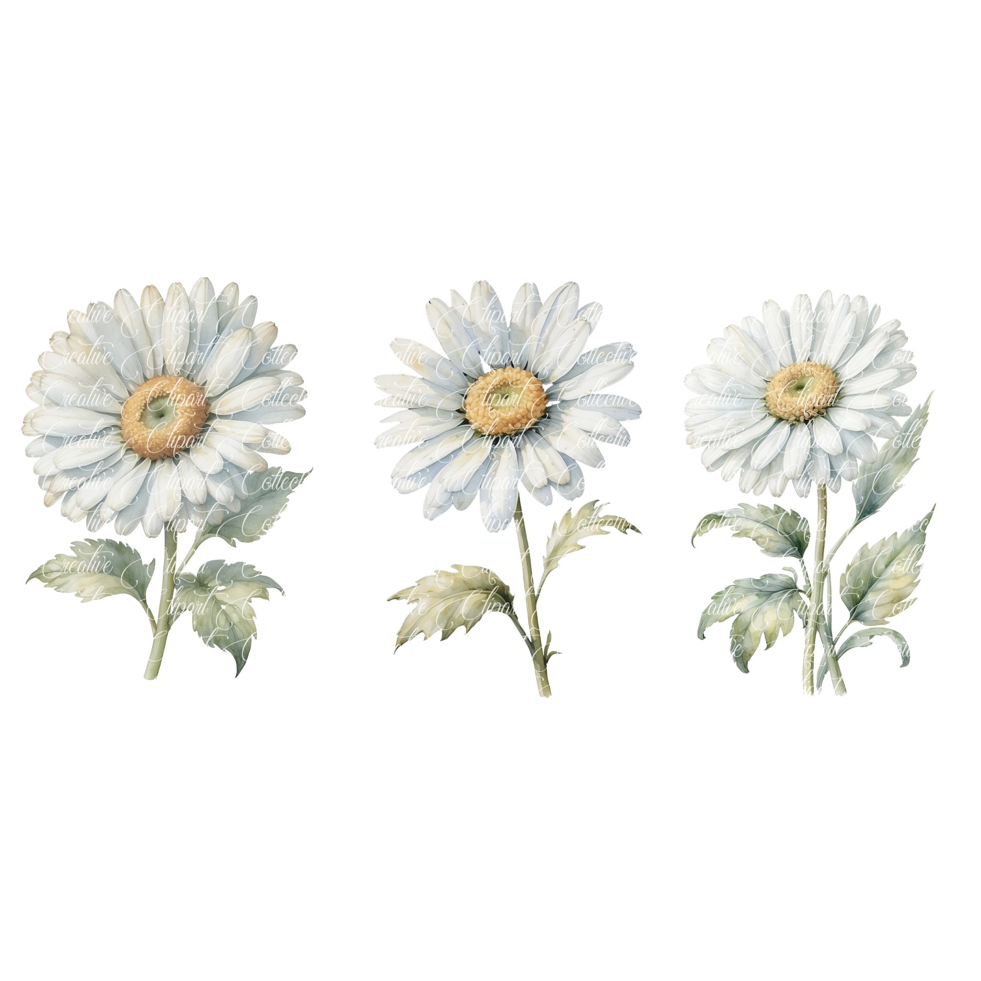 12 Watercolor Daisy Clipart, Daisy Flower, Daisy Clipart, Scrapbook ...