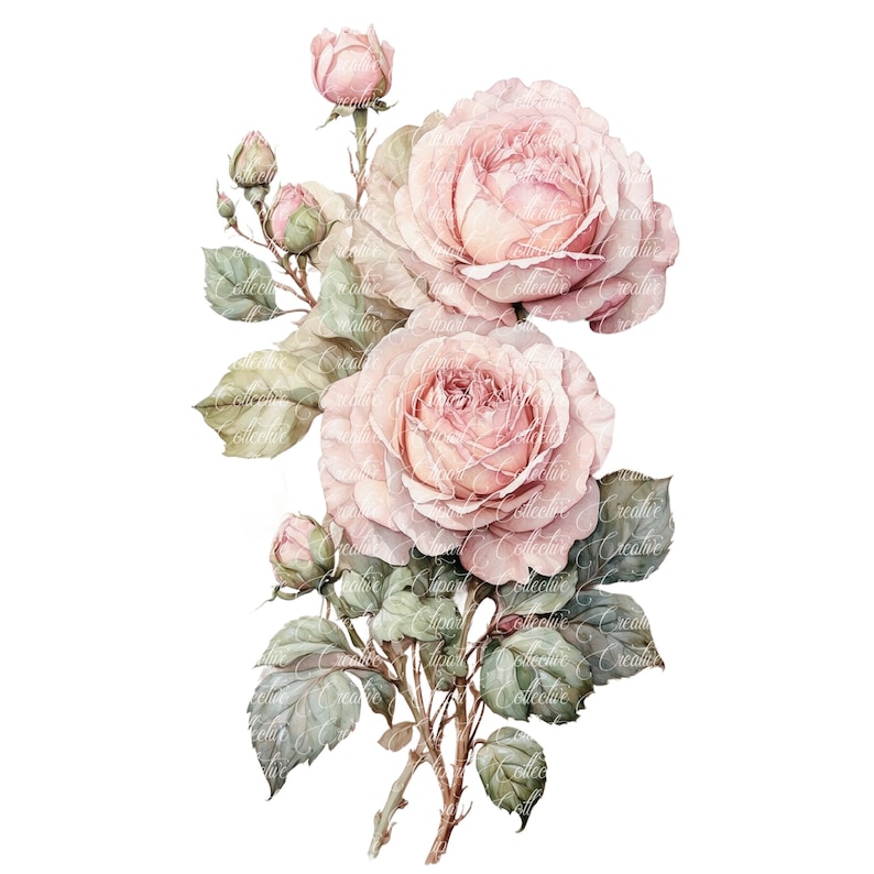 12 Rose Clipart, Watercolor Cabbage Rose Clipart, Shabby Chic Clipart ...