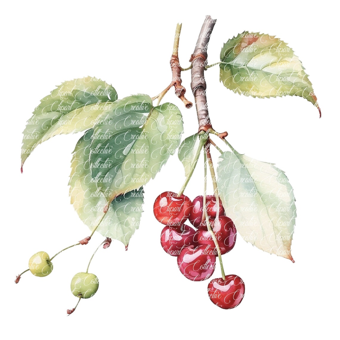 12 Cherry Clipart, Watercolor Cherry Clipart, Fruit Clipart, Printable ...