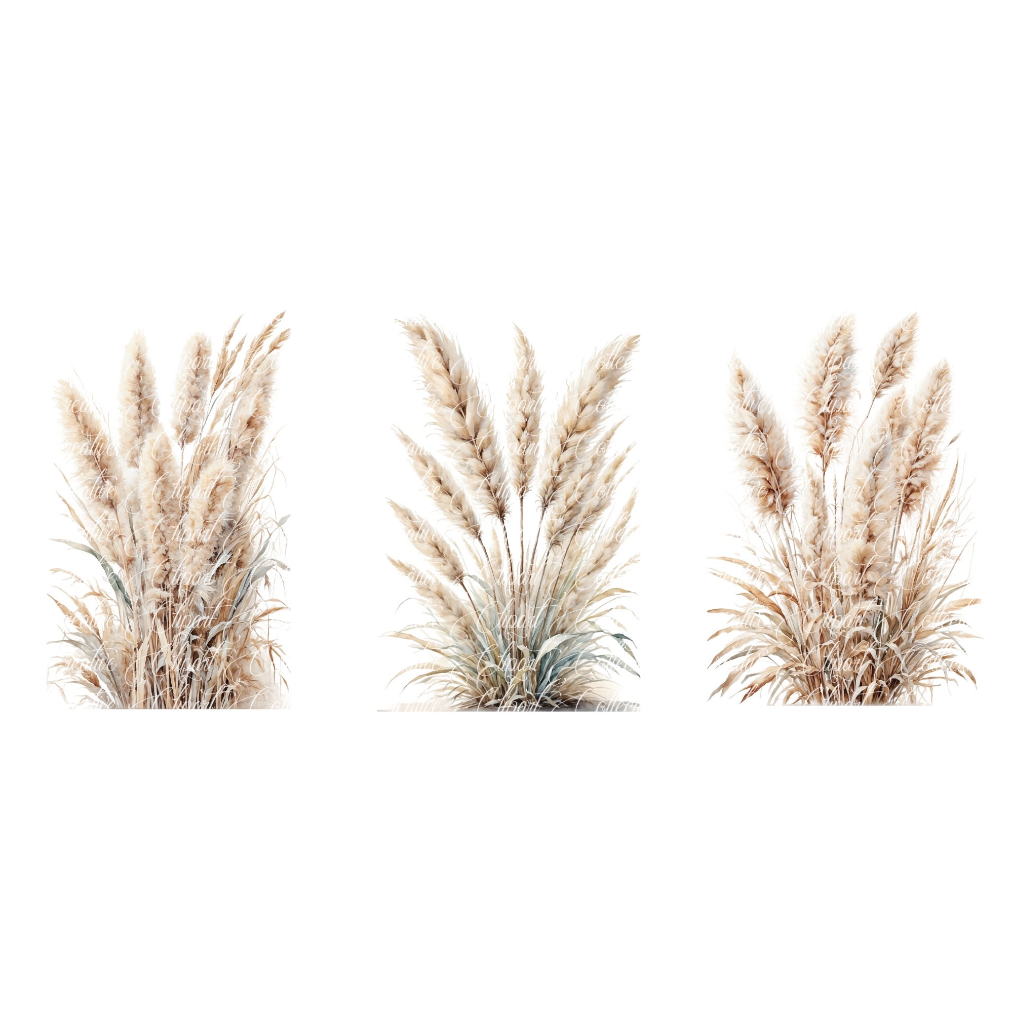 12 Watercolor Pampas Grass Clipart, Boho Clipart, Boho Wedding Clipart ...