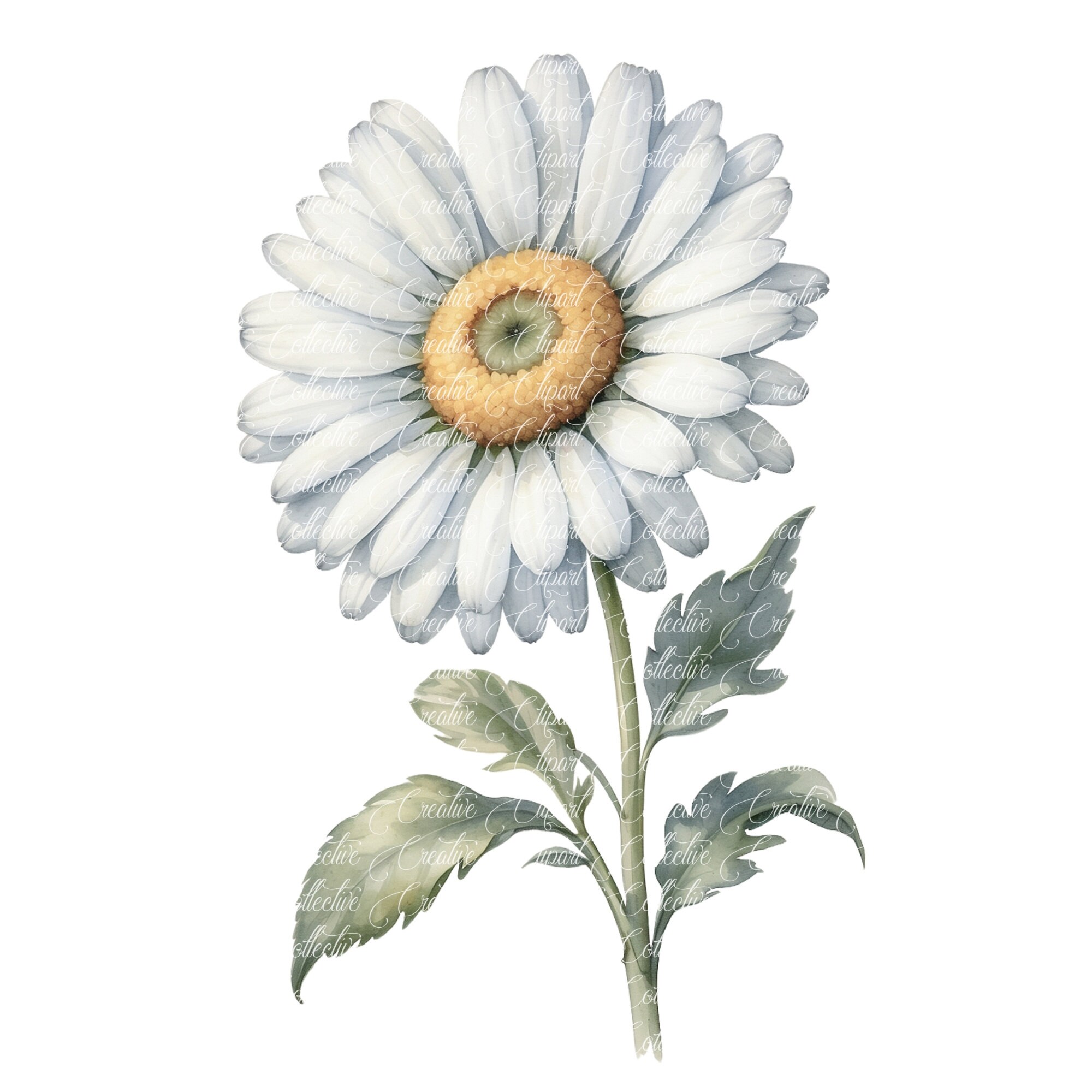 12 Watercolor Daisy Clipart, Daisy Flower, Daisy Clipart, Scrapbook ...