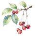 12 Cherry Clipart, Watercolor Cherry Clipart, Fruit Clipart, Printable ...