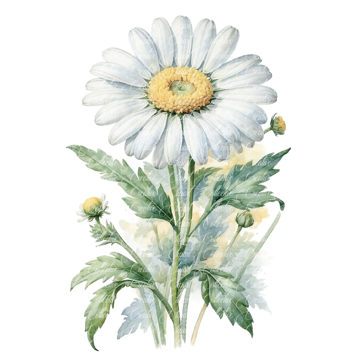 12 Watercolor Daisy Clipart, Daisy Flower, Daisy Clipart, Scrapbook ...