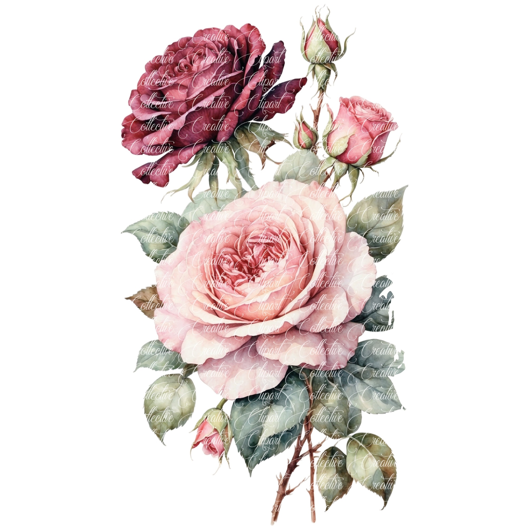 13 Rose Clipart, Watercolor Cabbage Rose Clipart, French Country ...