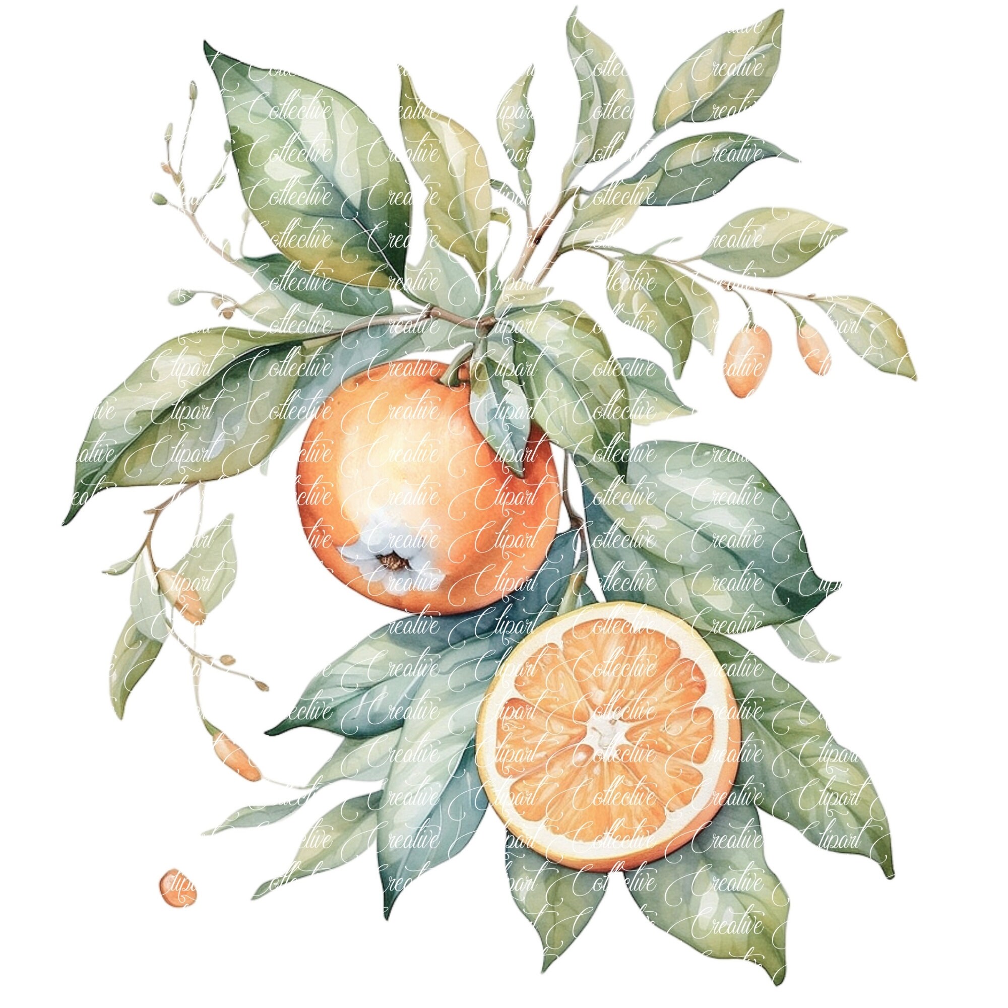 12 Watercolor Orange Clipart, Orange Tree Clipart, Printable Watercolor ...