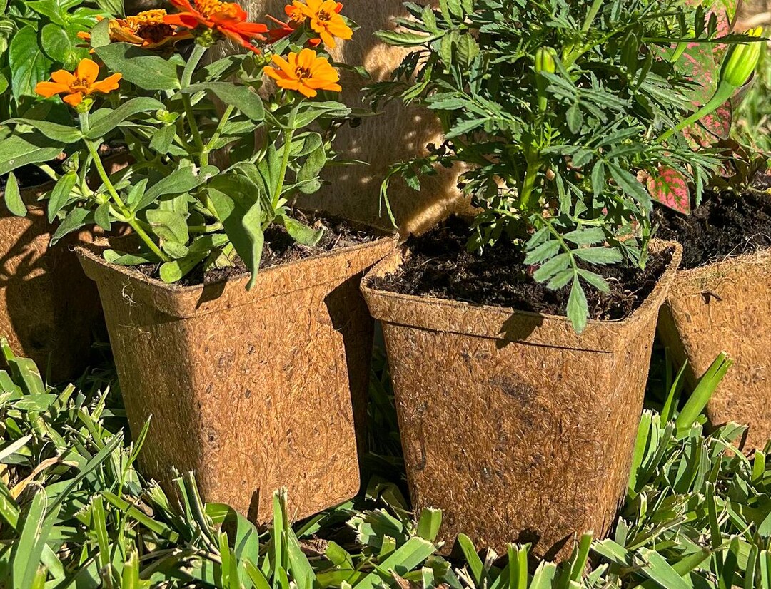 4 Coco Coir Pot for Seedlings and Clones square - Etsy