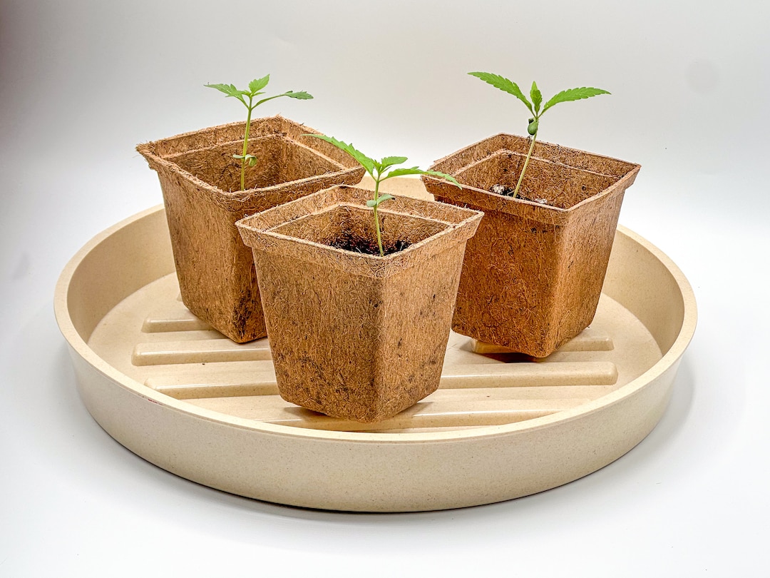 Square Coco Coir Pot for Seedlings and Clones 4 Pack - Etsy