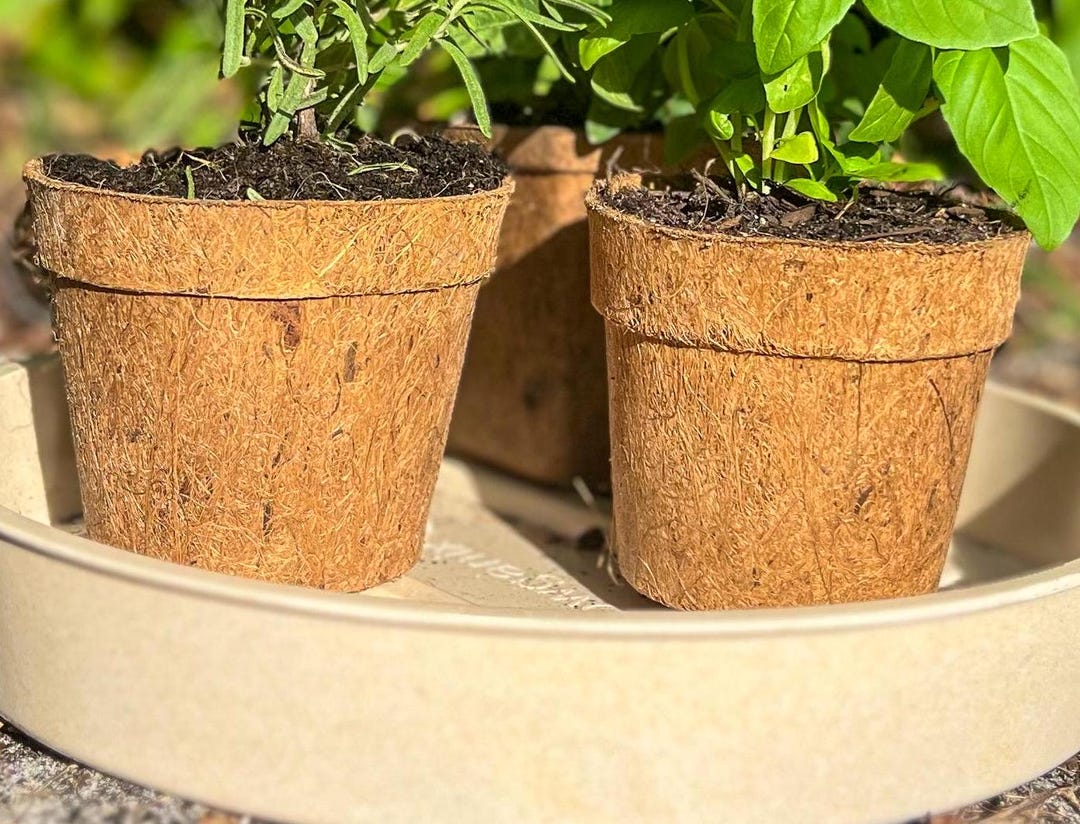 16 Coco Coir Pots for Seedlings and Clones circular - Etsy
