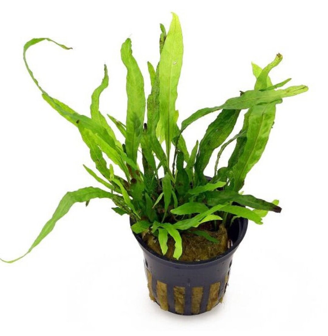 Narrow Leaf Java Fern Microsorum Pteropus Var. Narrow - Etsy