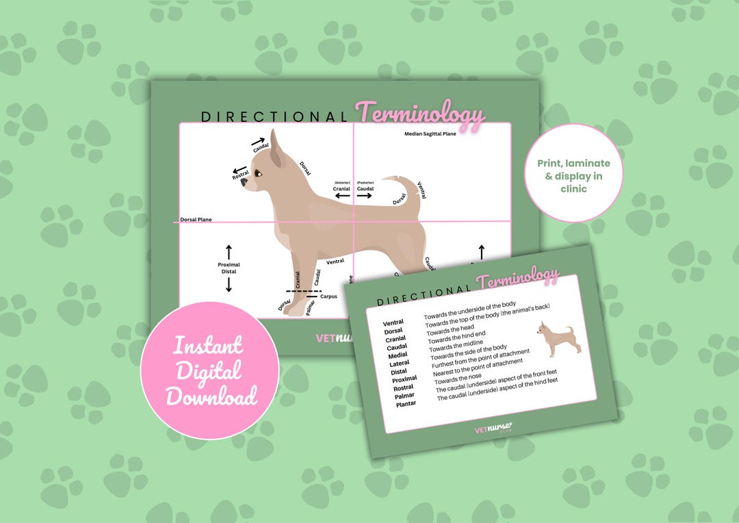 Veterinary Directional Terminology Charts (digital Download) - Etsy