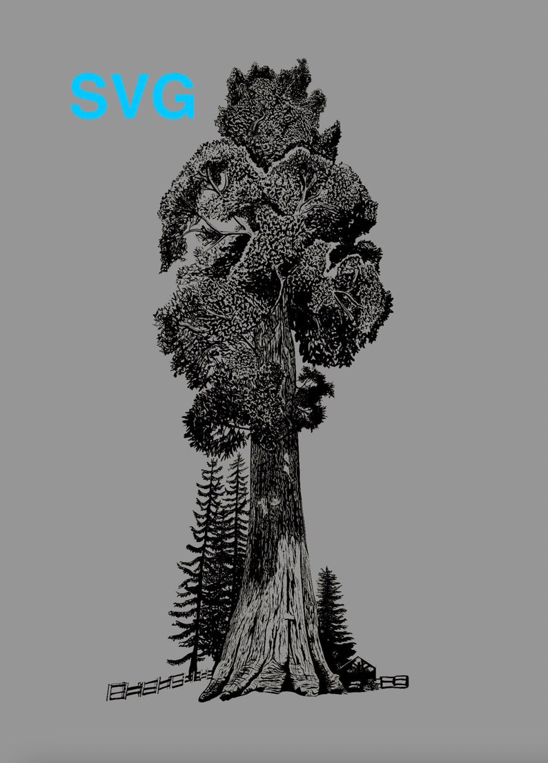 Giant Sequoia Tree SVG and PNG Bundle, Hand Drawn Picture for Print and ...