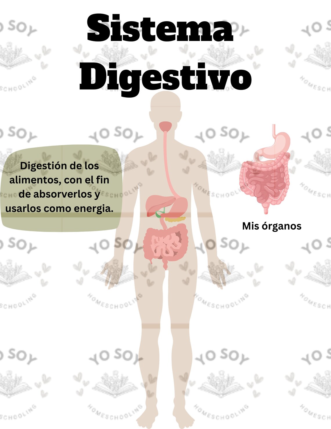 Sistemas Del Cuerpo Humano- Spanish Printable - Etsy