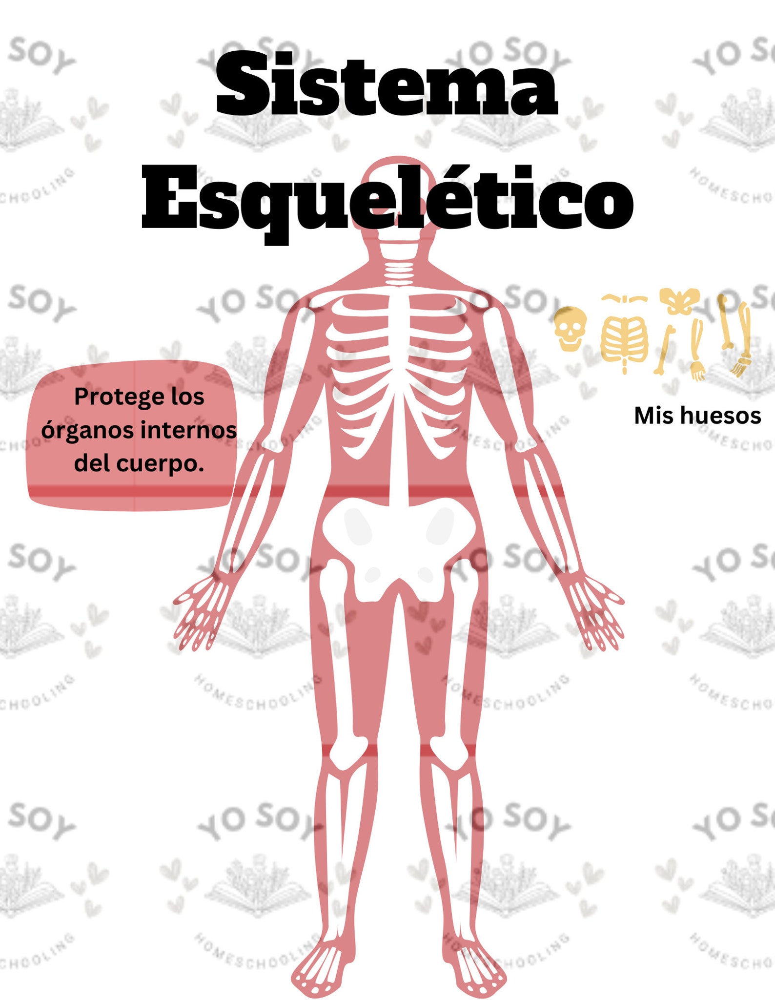 Sistemas Del Cuerpo Humano- Spanish Printable - Etsy