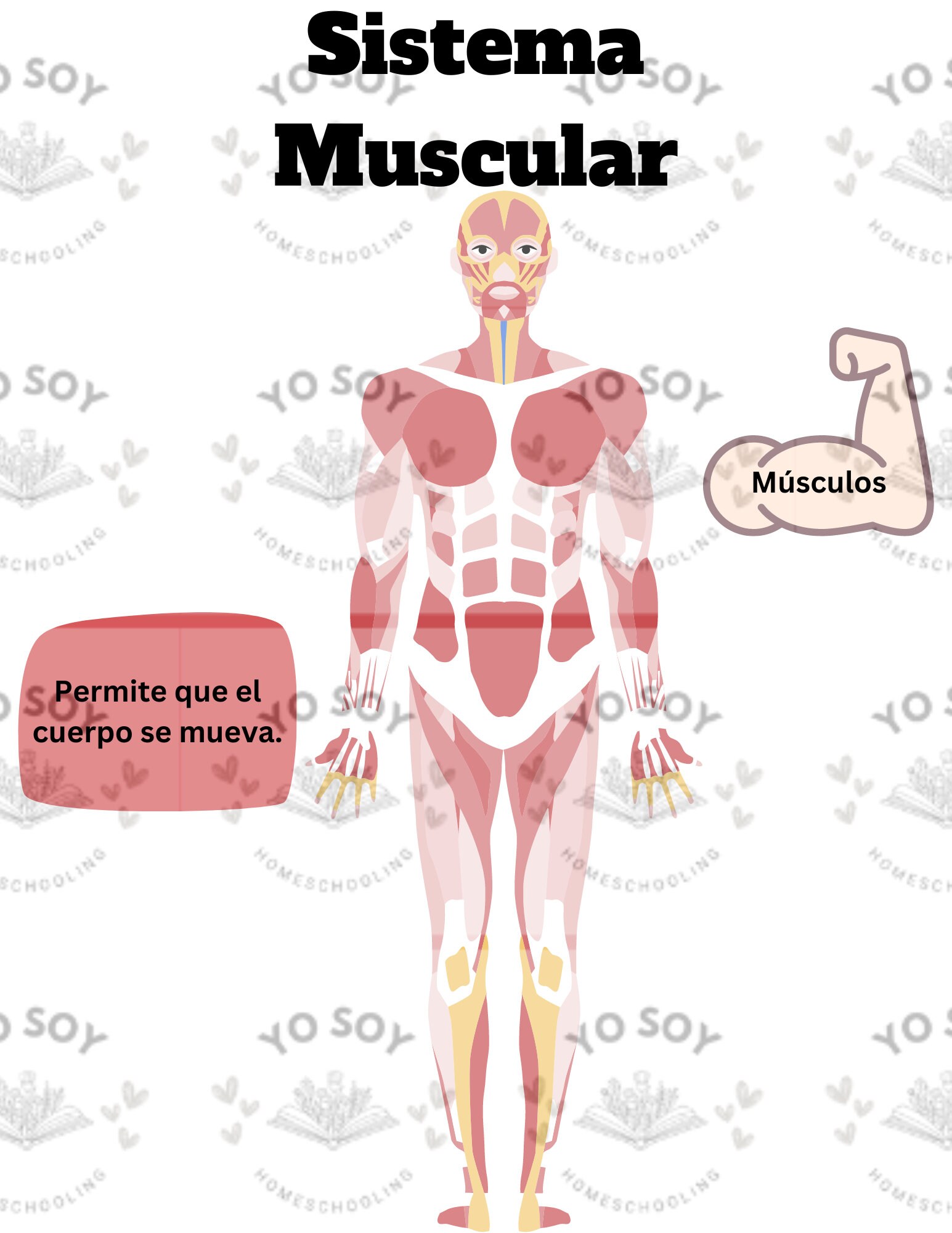 Sistemas Del Cuerpo Humano- Spanish Printable - Etsy