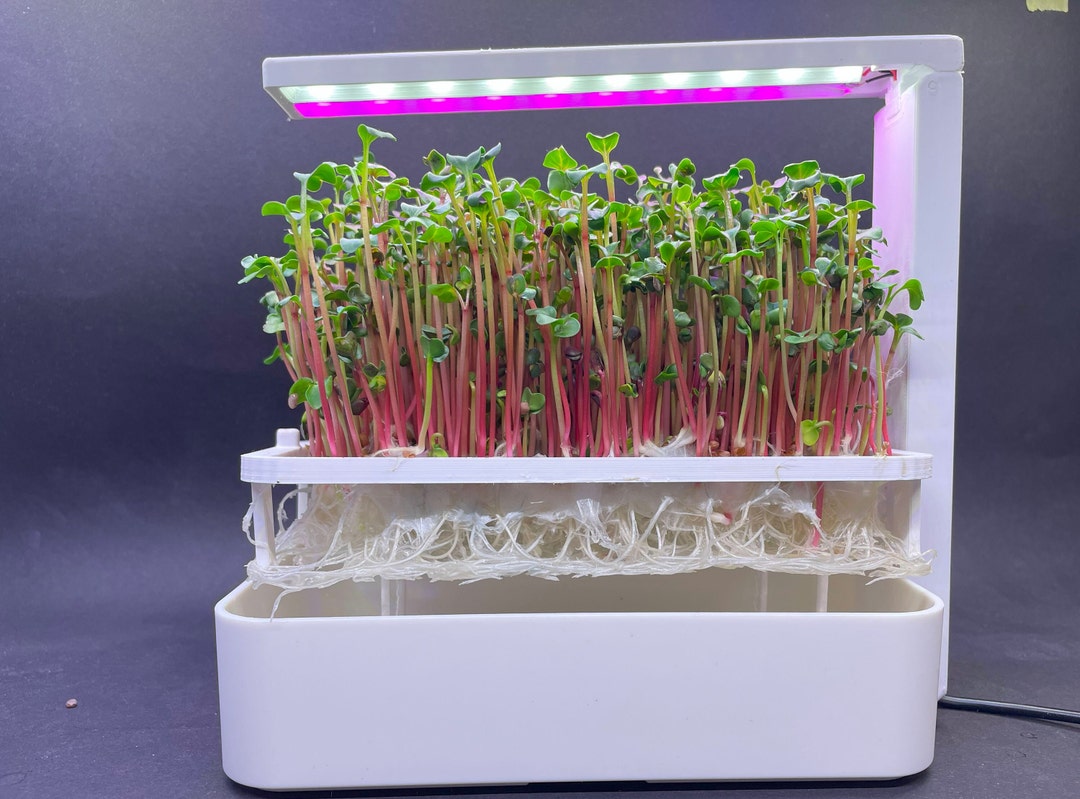 Tray With Light for Growing Microgreens at Home / Microgreens Seed Tray ...