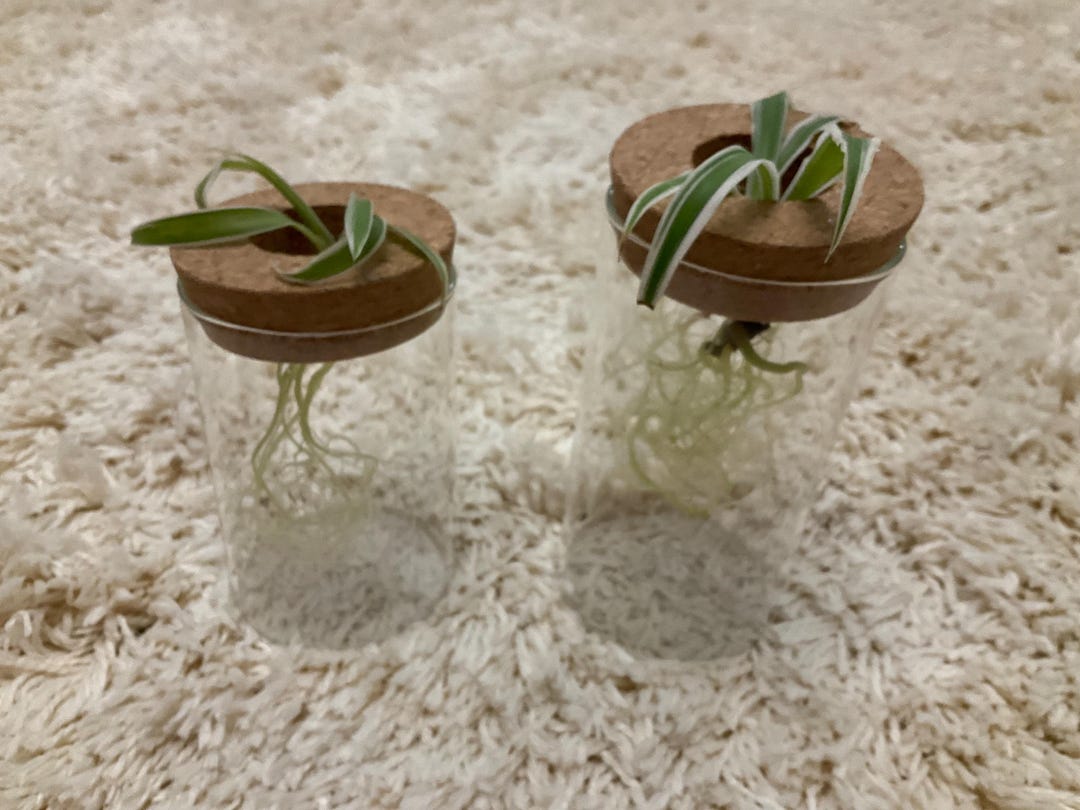 Spider Plants in Water - for Indoor/table Decoration - Etsy