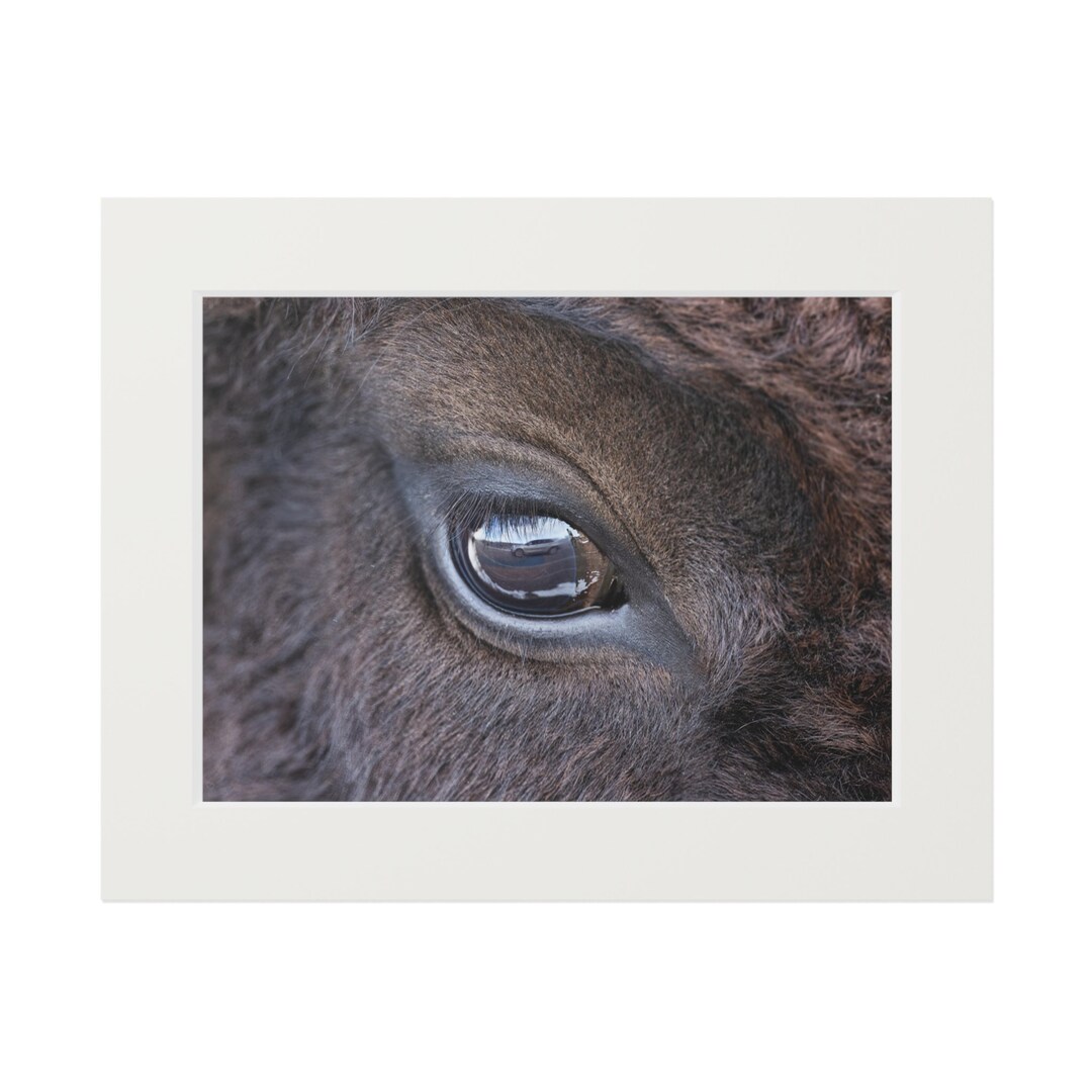 Bison Eye Close up Fine Art Print, Fine Art Photography, Home Wall ...