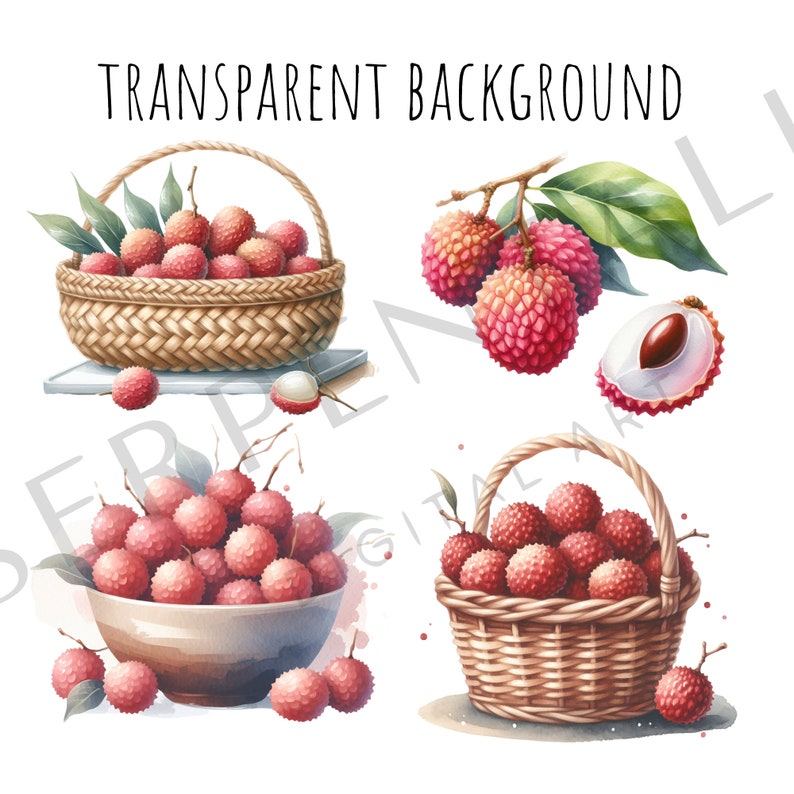 11 Lychees Fruit Clipart PNG, Watercolor Lychees Clipart, Watercolor ...