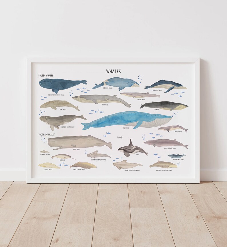 Watercolor Whale Poster, Beluga Art Printable, Types of Whales ...