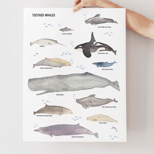 Set of 2 Prints, Watercolor Whale Poster, Ocean Wall Art, Marine ...