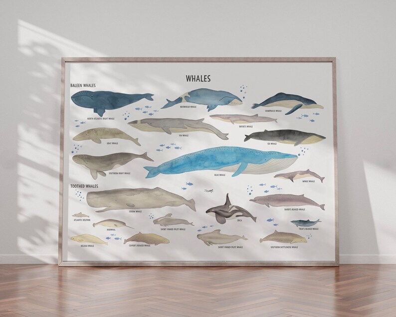 Watercolor Whale Poster, Beluga Art Printable, Types of Whales ...