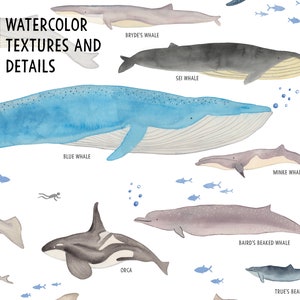 Watercolor Whale Poster, Beluga Art Printable, Types of Whales ...