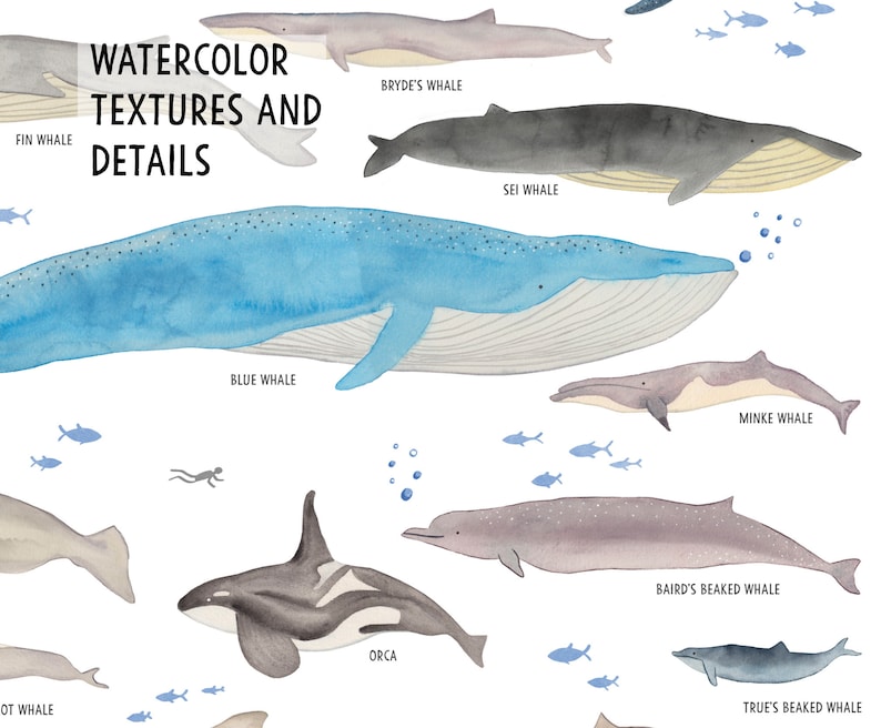 Watercolor Whale Poster, Beluga Art Printable, Types of Whales ...