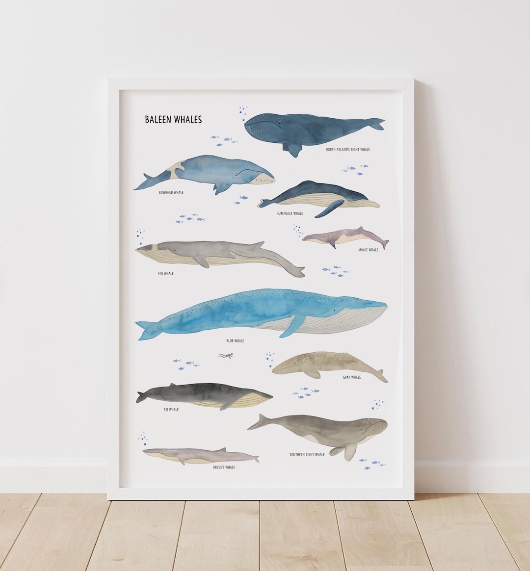 Whale Nursery Print, Types of Whales Art, Educational Printable, Whale ...
