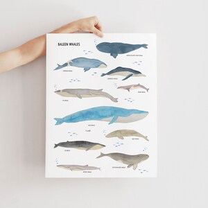 Set of 2 Prints, Watercolor Whale Poster, Ocean Wall Art, Marine ...
