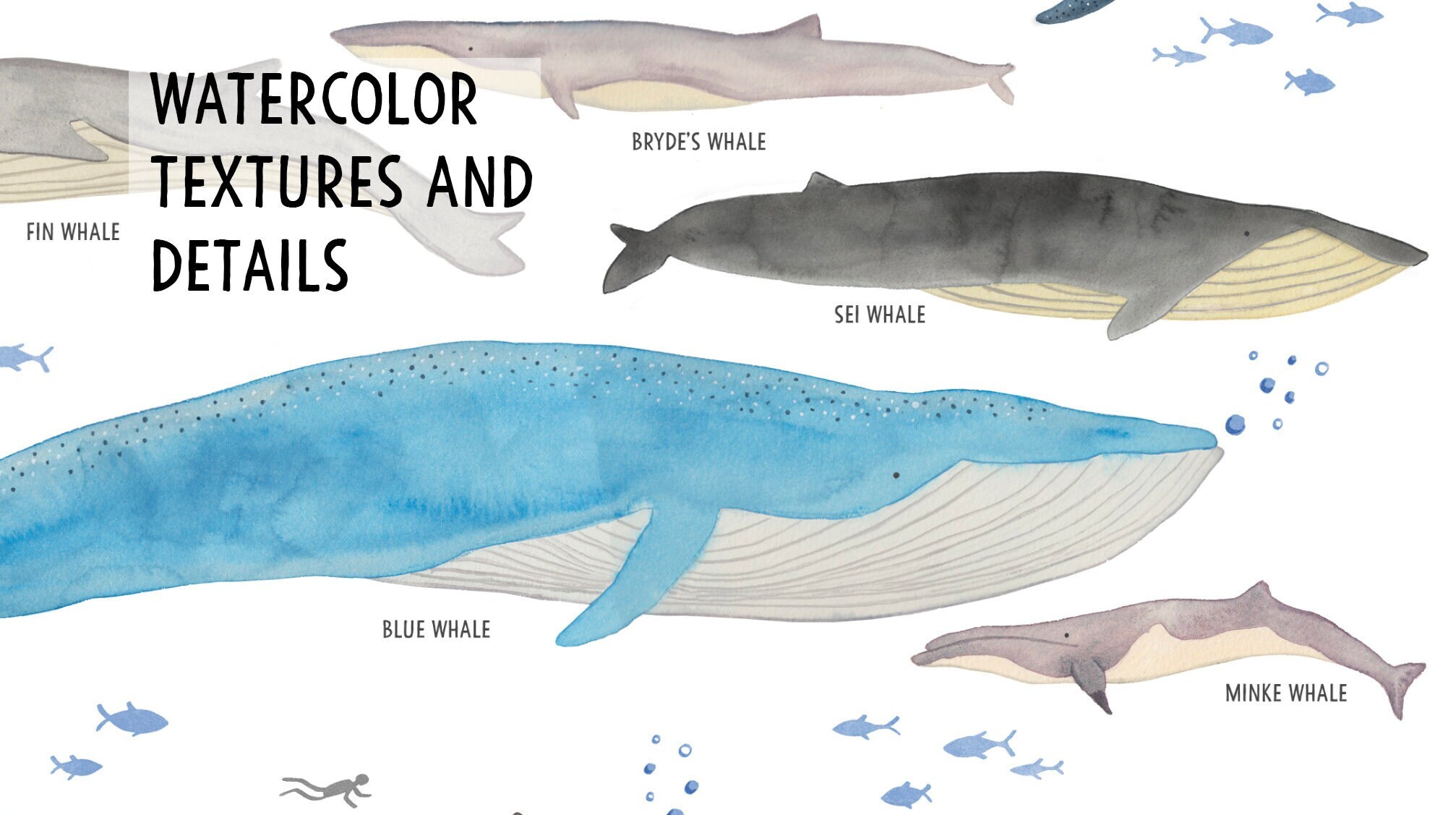 Whale Nursery Print, Types of Whales Art, Educational Printable, Whale ...