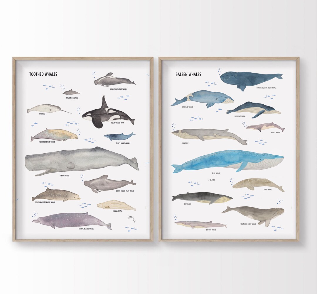 Set of 2 Prints, Watercolor Whale Poster, Ocean Wall Art, Marine ...