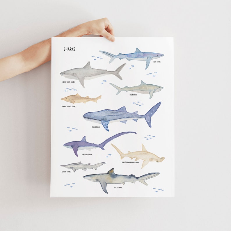 Shark Nursery Print, Sharks Wall Art, Educational Printable, Shark ...