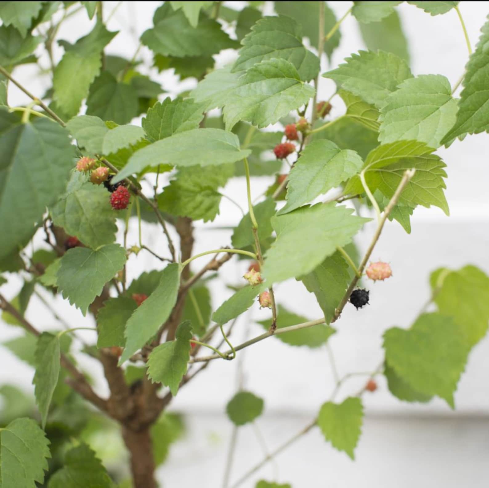 Live Red Mulberry Tree – Sweet Berries, Cold Hardy (1 Gallon Pot) - Etsy