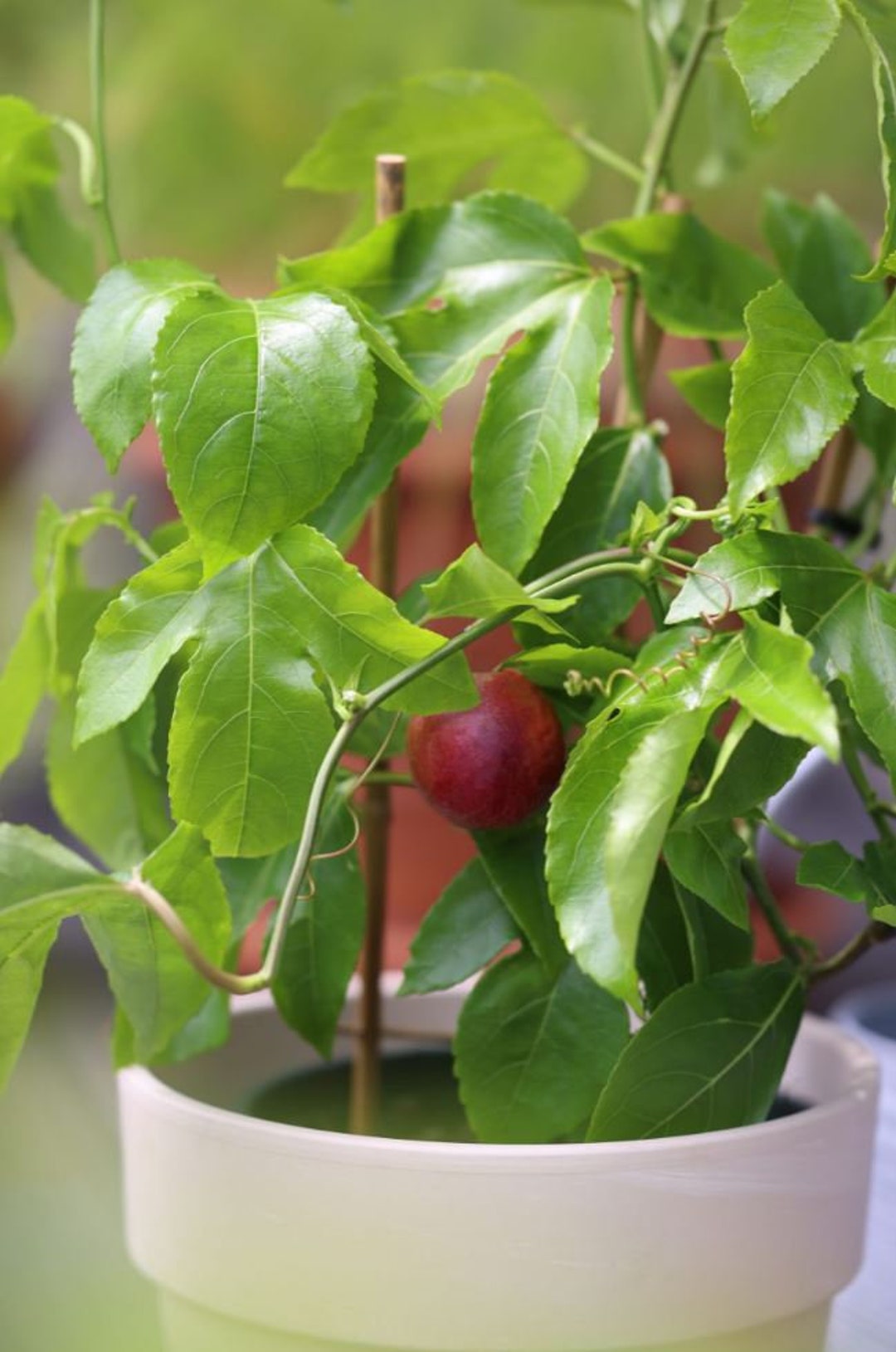 Live Passion Fruit Plant | Fast-growing Tropical Vine, Edible Fruit (12 ...