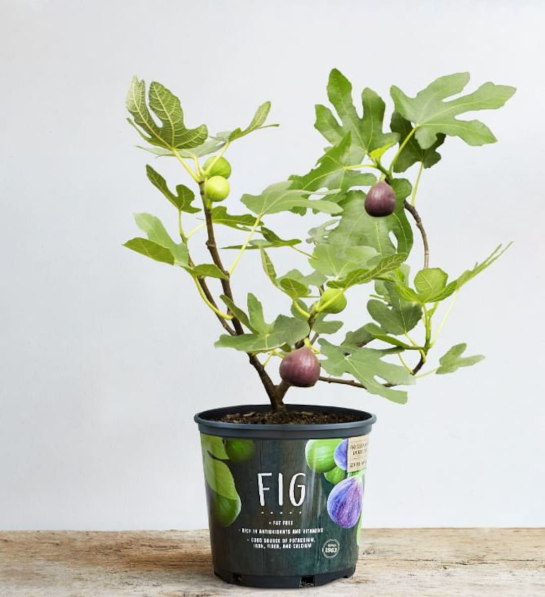 Live Fig Tree – Sweet Edible Fruit | Cold Hardy, Fast-growing, Self ...