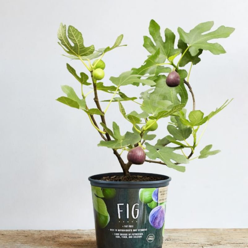 Smith Fig Tree - Etsy