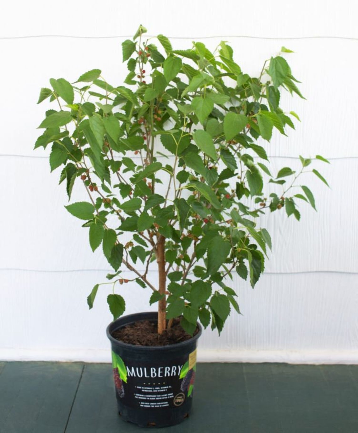 Live Red Mulberry Tree – Sweet Berries, Cold Hardy (1 Gallon Pot) - Etsy