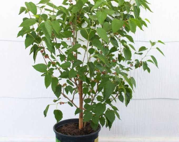 Live Red Mulberry Tree – Sweet Berries, Cold Hardy (1 Gallon Pot) - Etsy