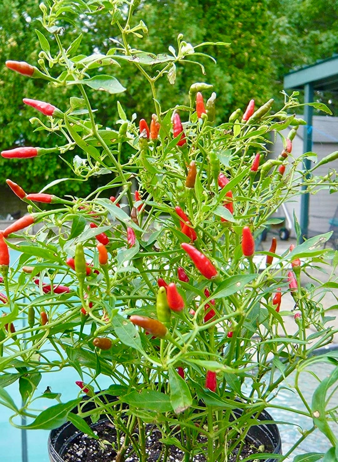 Live Thai Super Chili Pepper Plant - Etsy