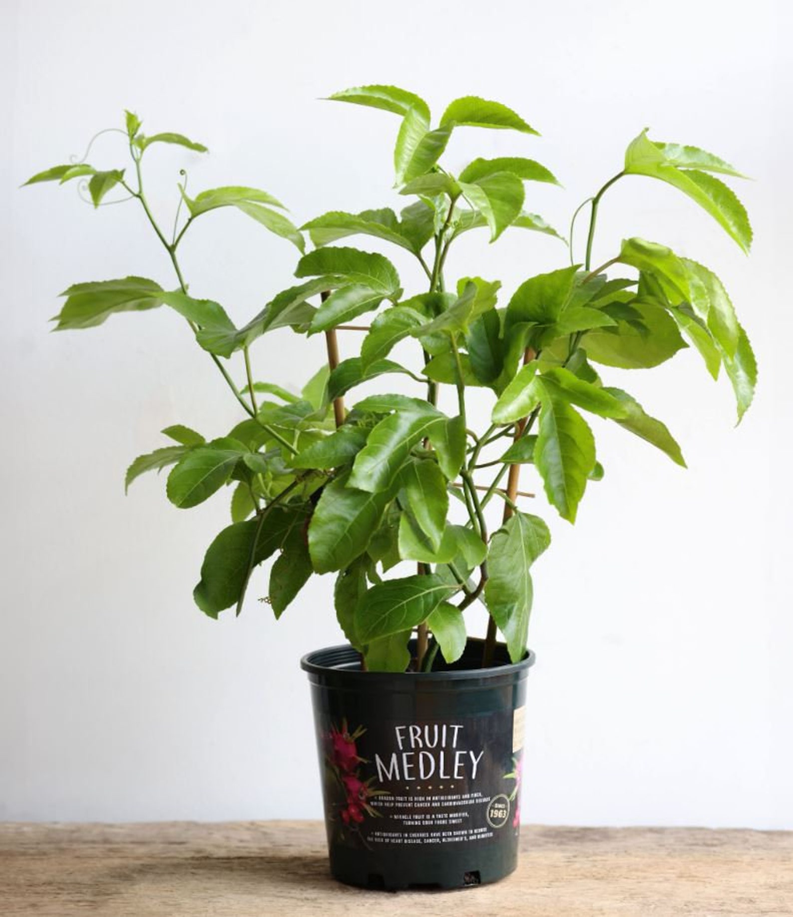 Live Passion Fruit Plant | Fast-growing Tropical Vine, Edible Fruit (12 ...