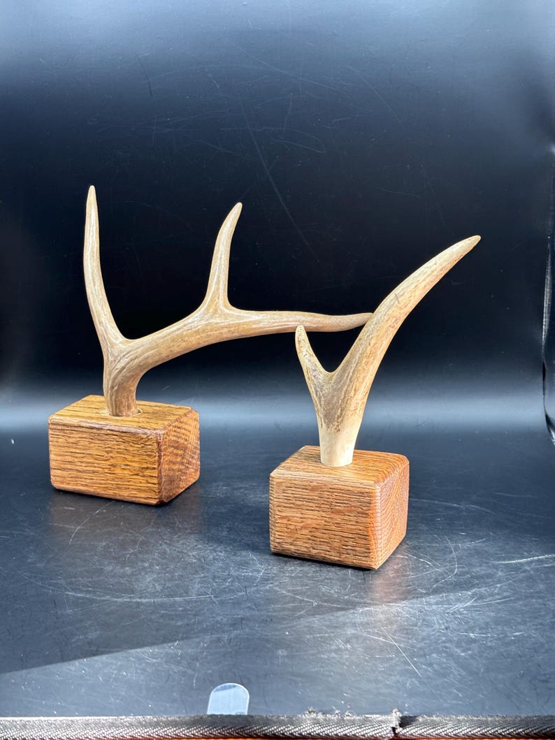 Small Whitetail Deer Antler Jewelry Holder - Etsy
