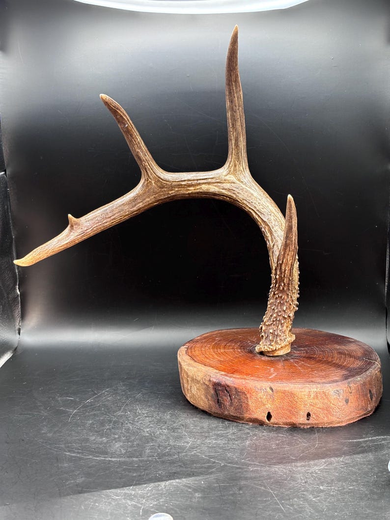 Large Whitetail Deer Antler Jewelry Holder - Etsy