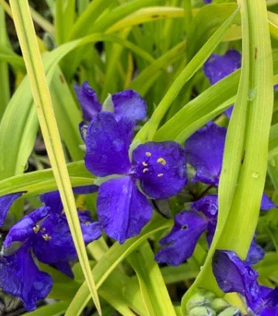Tradescantia.spiderwort. Golden Leaves/blue Flowers Cultivar. Easy ...