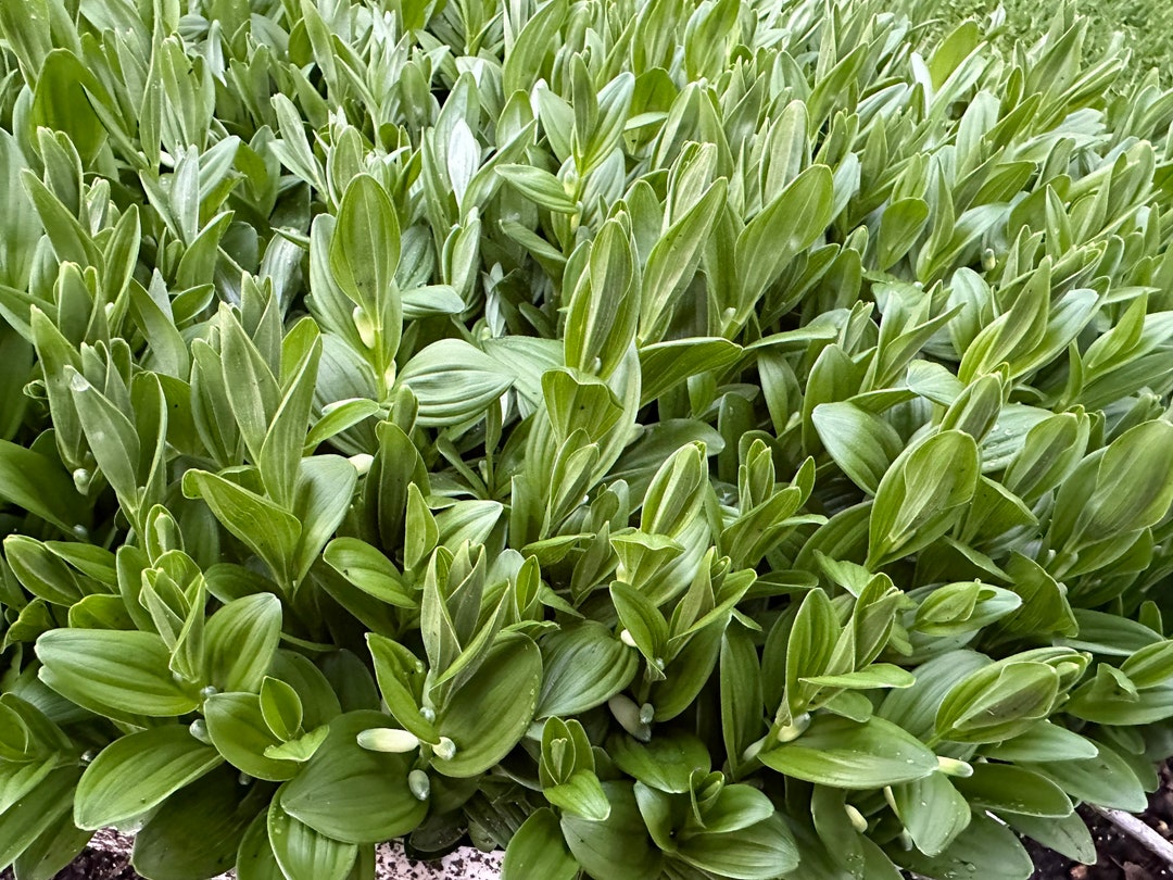 Polygonatum Humile. Dwarf Solomon’s Seal. 1 Potted Clump. - Etsy
