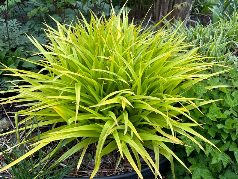 Tradescantia.spiderwort. Golden Leaves/blue Flowers Cultivar. Easy ...