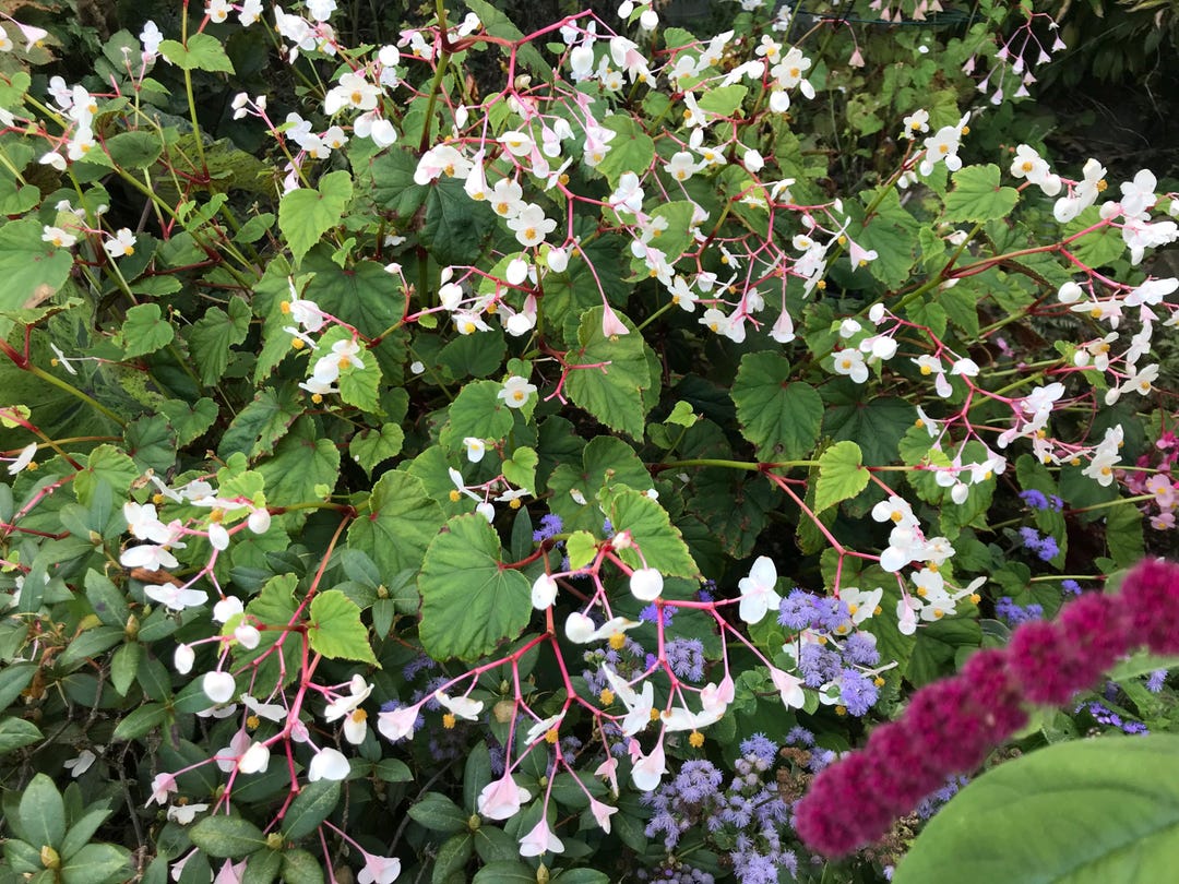 Hardy White Begonia. Begonia Grandis Var Alba. Shade Perennial, Zone 6 ...
