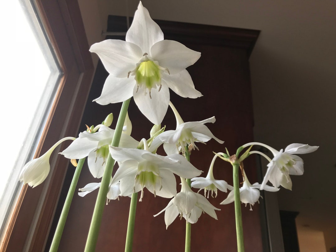 Eucharis Grandiflora. Amazon Lily. One Clump of Bulbs. Sprouting ...