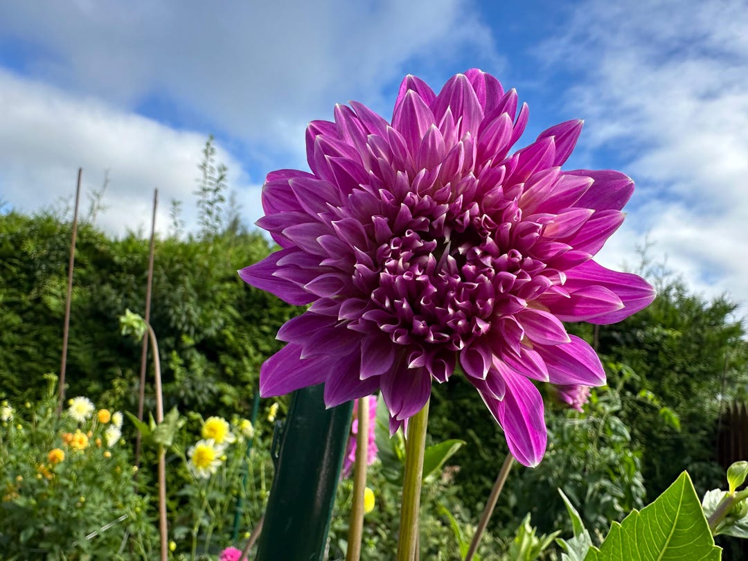 Dahlia Bloomquist Clear Delight. 1 Tuber. Shipping in Middle of April ...