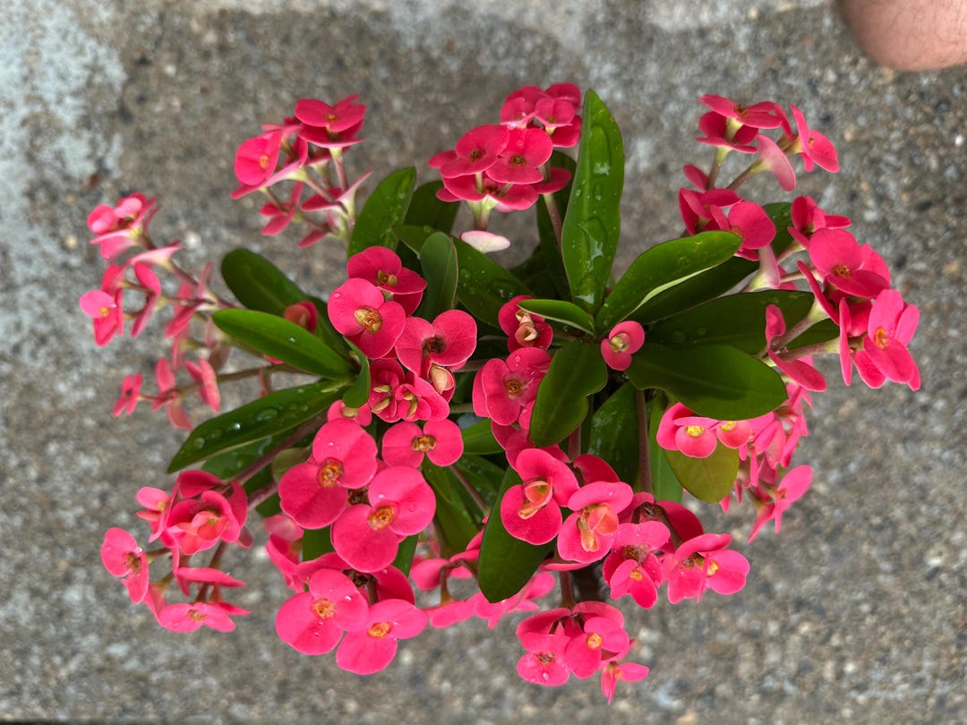 Crown of Thorn Plant. Euphorbia Millii. Potted. Fully Rooted. A Plant ...