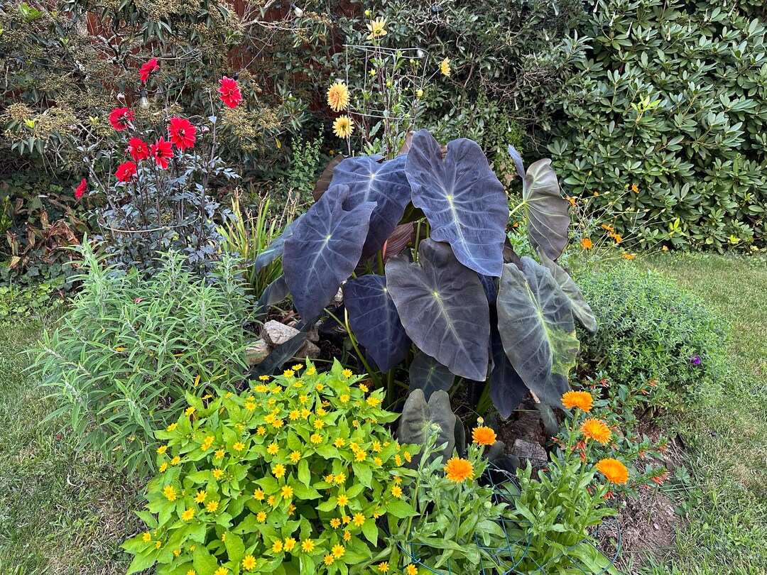 Dark Leaf Alocasia. A Dormant Bulb. Not Potted. - Etsy